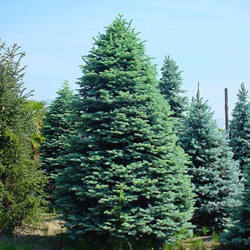 Abies Procera Glauca (blue Danish Fir, Blue Noble Fir) Tree Seeds ...