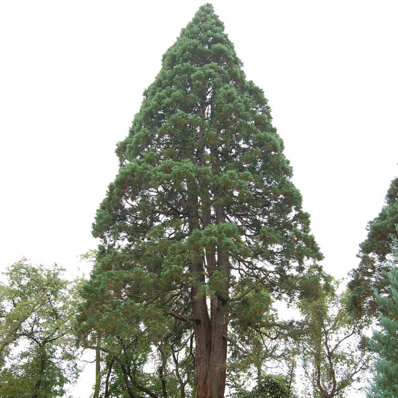 Sequoia Sempervirens (california Redwood, Coast Redwood) Tree Seeds ...