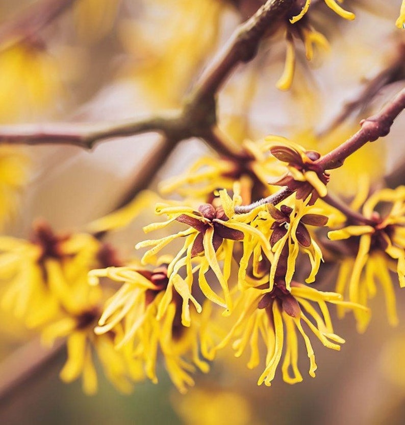 Hamamelis Virginiana (american Witch Hazel, Witchazel) Shrub Seeds ...