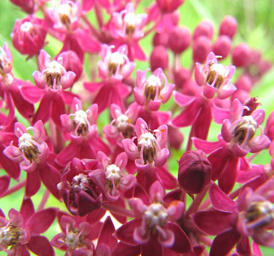 ASCLEPIAS Incarnata (swamp Milkweed) Flower Seeds, North America Native ...