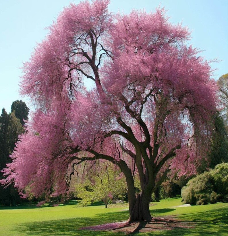 Cercis Occidentalis (california Redbud) Tree Seeds, Pink to Magenta ...