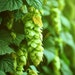 Humulus Lupulus (common Hops, Beer Hops, Hops) Herb Seeds, Climbing ...