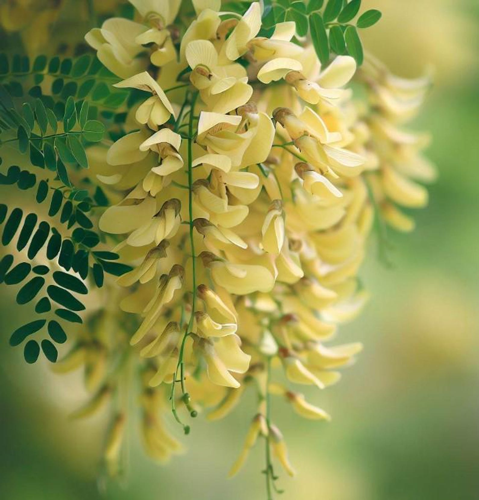 Gleditsia Triacanthos Inermis (thornless Honeylocust, Thornless Honey ...