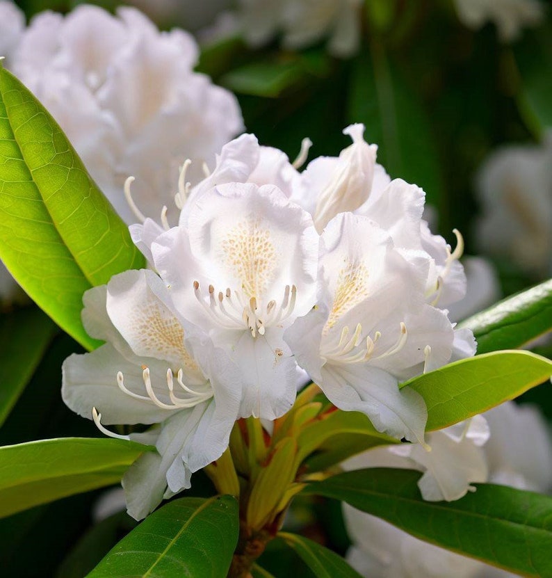 Rhododendron Maximum (great Laurel, Rosebay, Rosebay Rhododendron ...