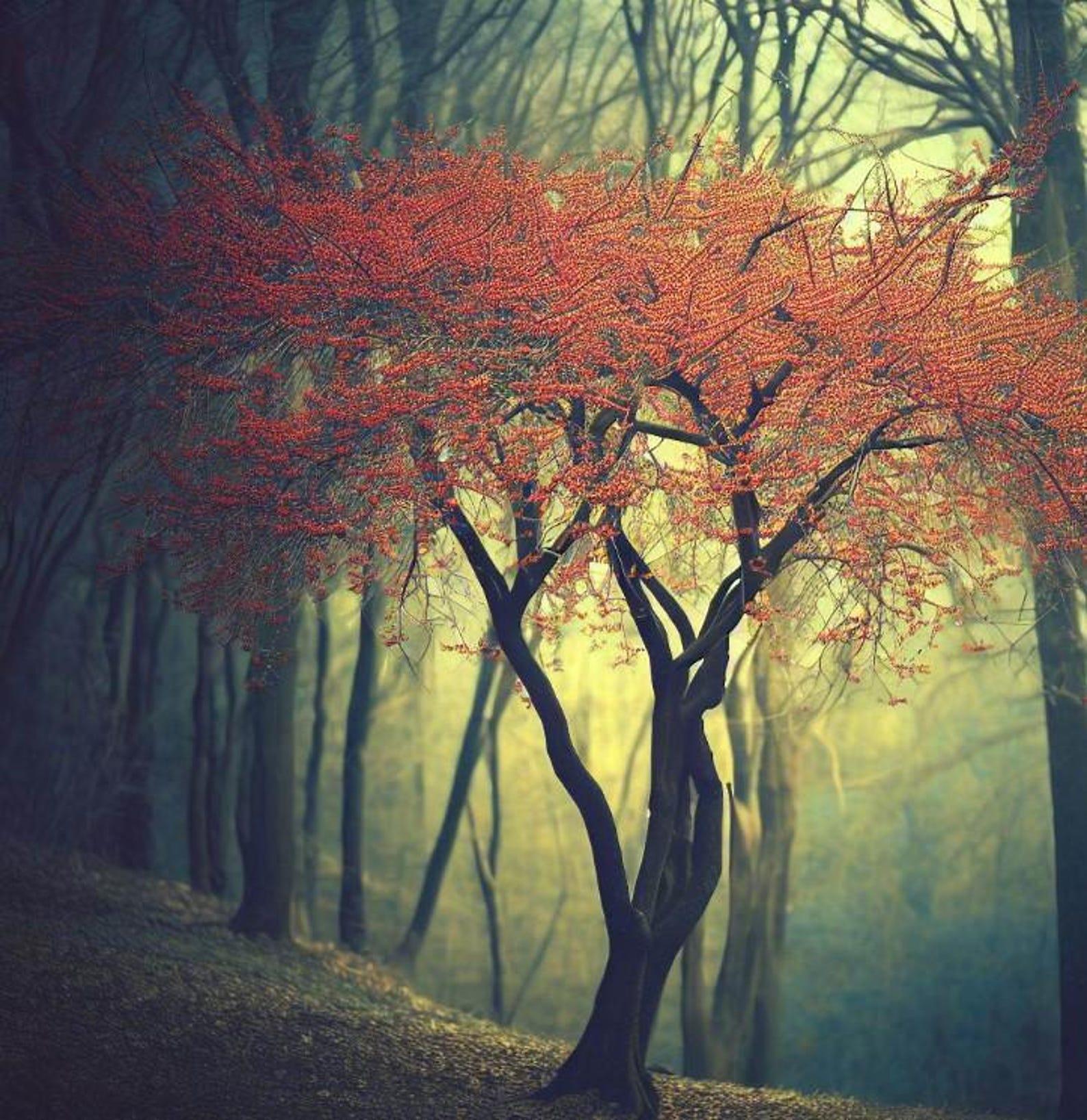 Cornus Mas (cornelian Cherry) Tree Seeds, Moderate Size, Early Bloomer ...