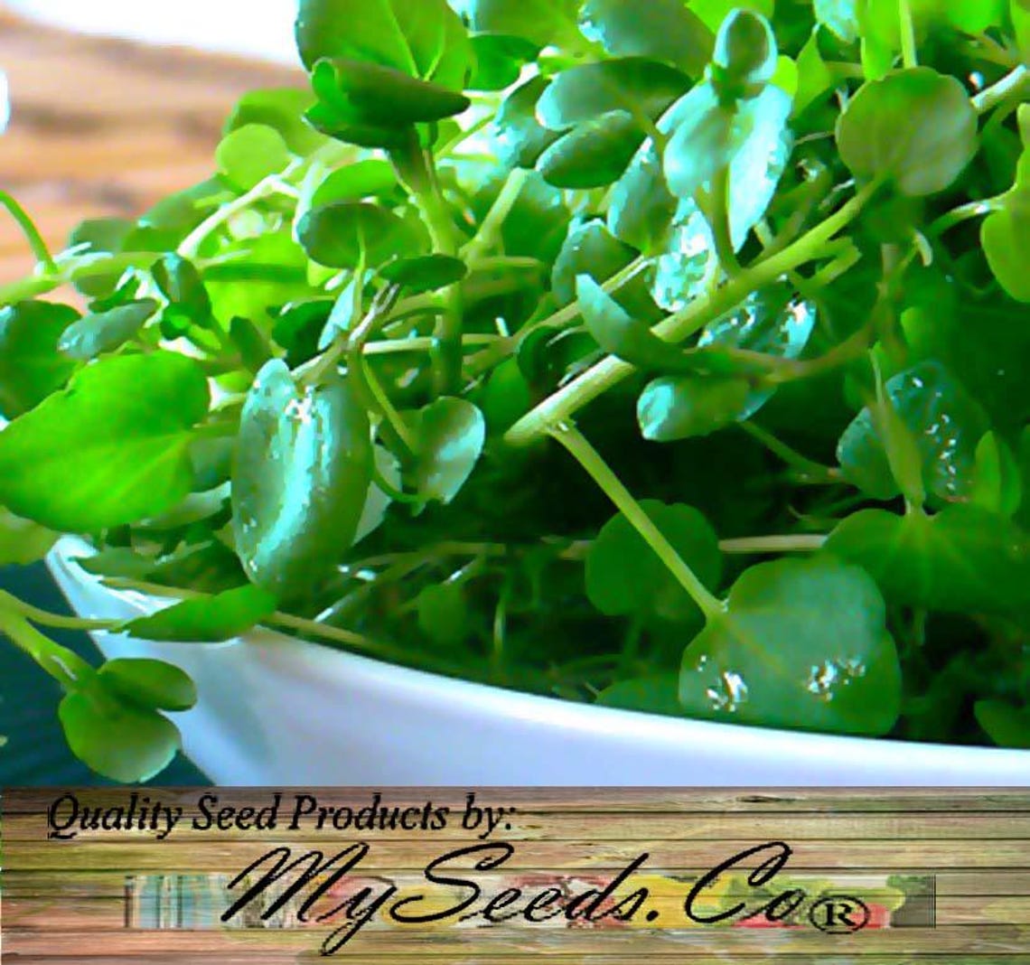 Cress, True Watercress (nasturtium Officinalis) Seeds , Peppery Flavor ...