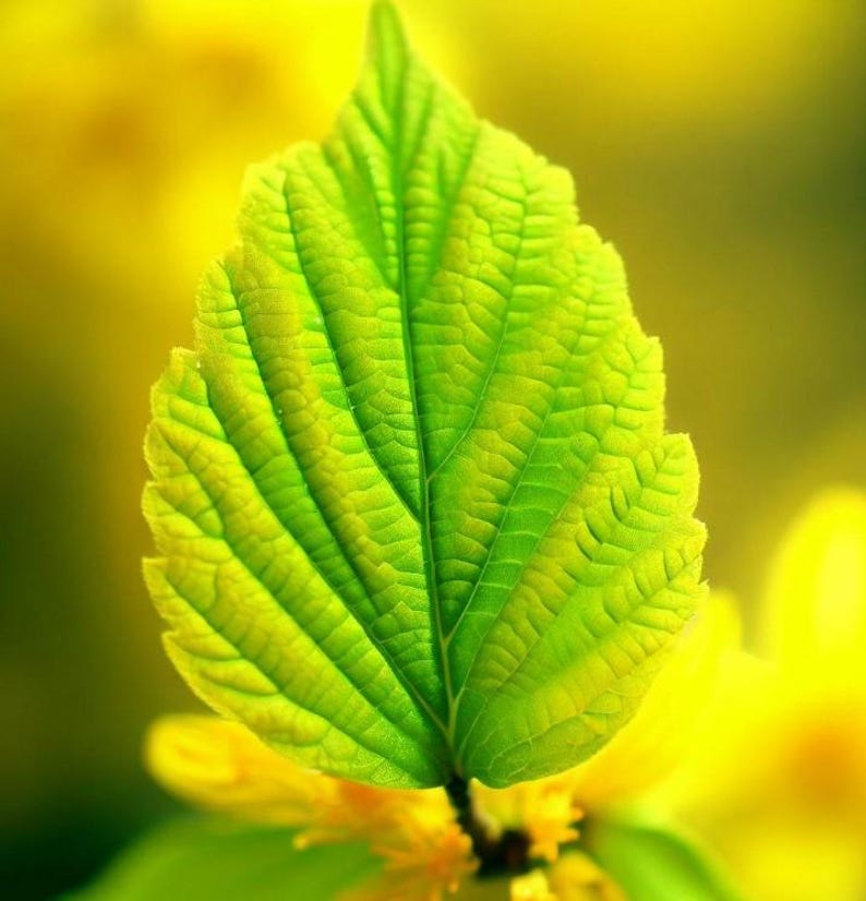 Hamamelis Vernalis ( Vernal Witchazel, Ozark Witchhazel, Spring ...