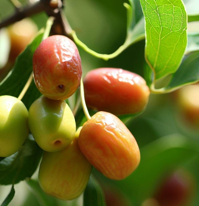 Ziziphus Jujuba (jujube, Chinese Date) Fruit Seeds, Sweet, Tangy Fruits ...