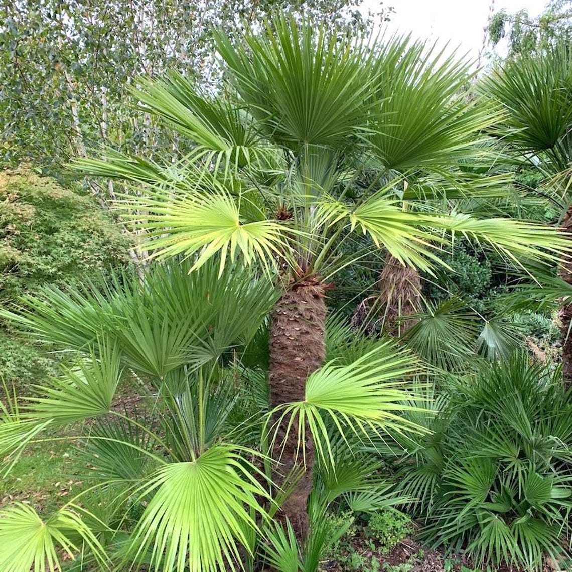 Chamaerops Humilis (european Fan Palm) Tree Seeds, Tough and Hardy, Low ...