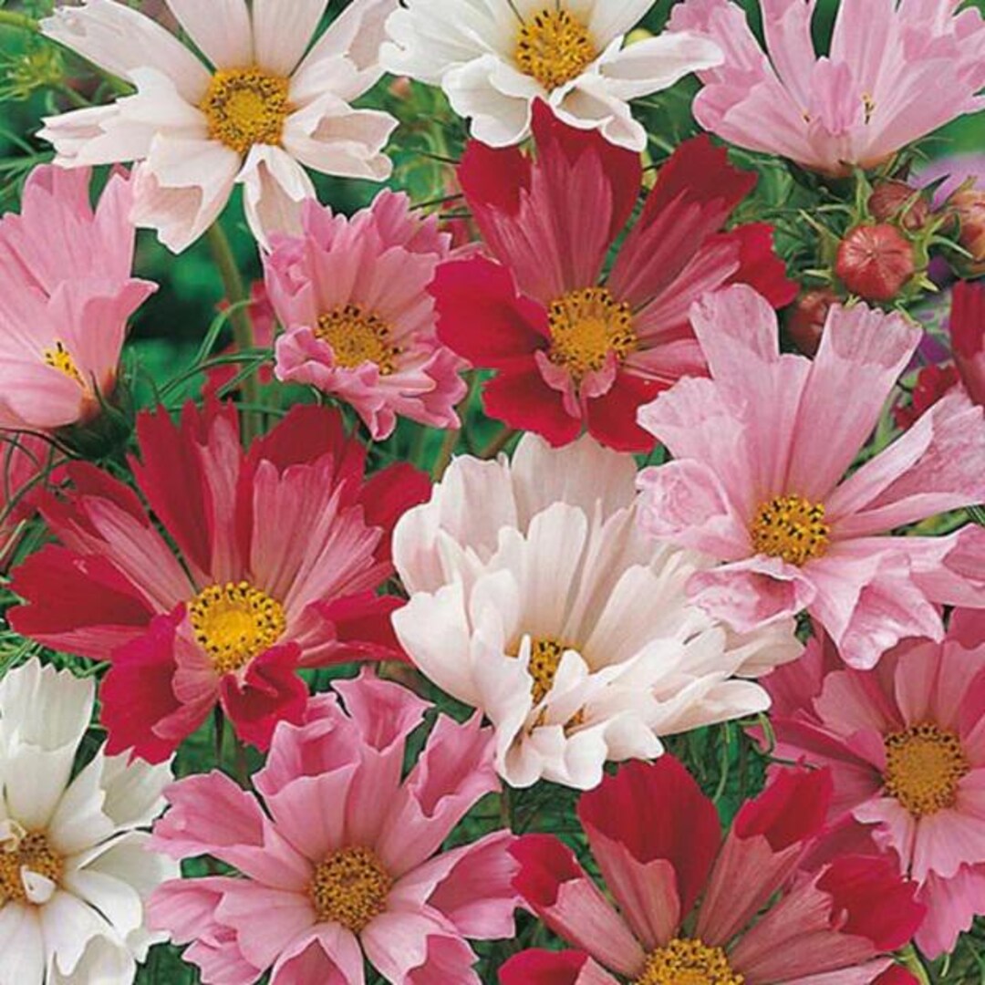 COSMOS Bipinnatus 'sea Shells' (cosmos, Tubular Petals) Flower Seeds ...