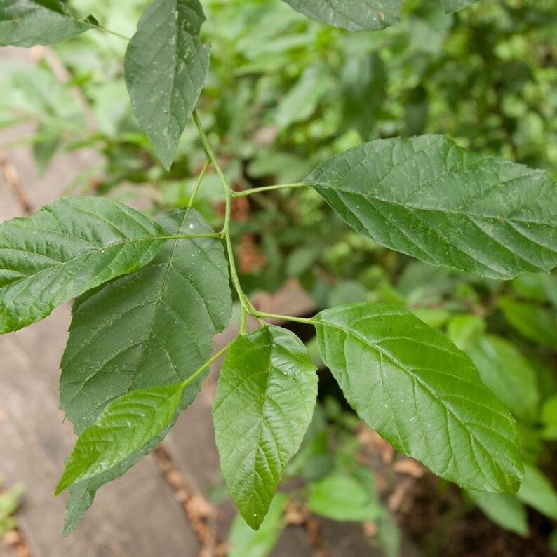 Alnus Japonica (japanese Alder) Tree Seeds, Adaptability to Wet Soils ...