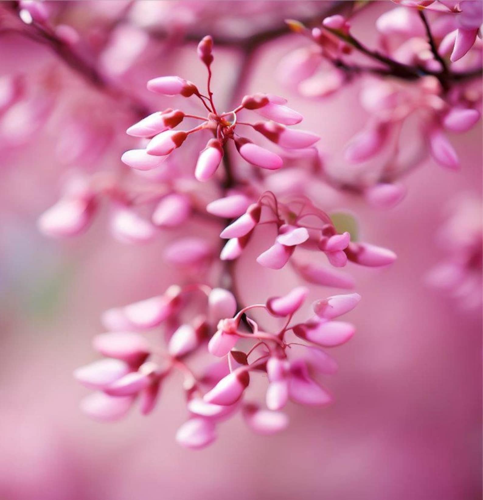 Cercis Canadensis Northern (northern Red Bud) Tree Seeds, Celebrated ...