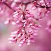 Cercis Canadensis Northern (northern Red Bud) Tree Seeds, Celebrated ...