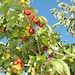 Cornus Mas (cornelian Cherry) Tree Seeds, Moderate Size, Early Bloomer ...