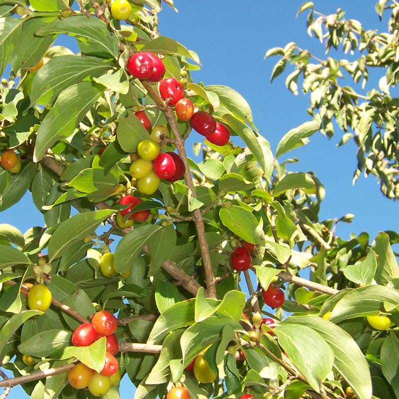 Cornus Mas (cornelian Cherry) Tree Seeds, Moderate Size, Early Bloomer ...