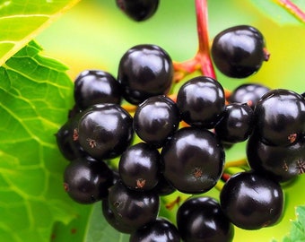 Chamomile Roman chamaemelum Nobile Herb Seeds Diverse - Etsy