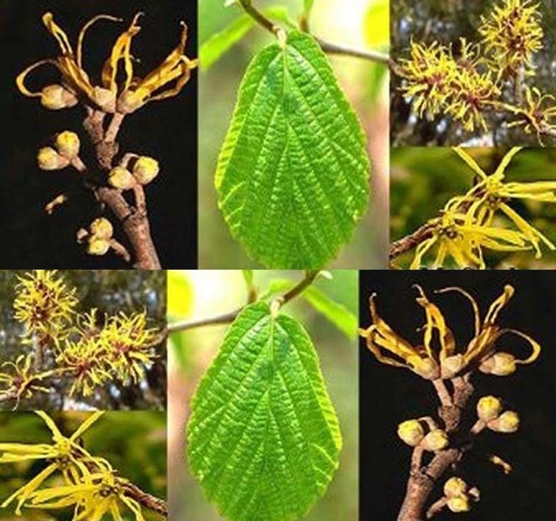 Hamamelis Virginiana (american Witch Hazel, Witchazel) Shrub Seeds ...