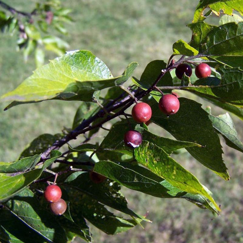 Celtis Laevigata (sugarberry) Tree Seeds, Sweet and Edible Fruits ...
