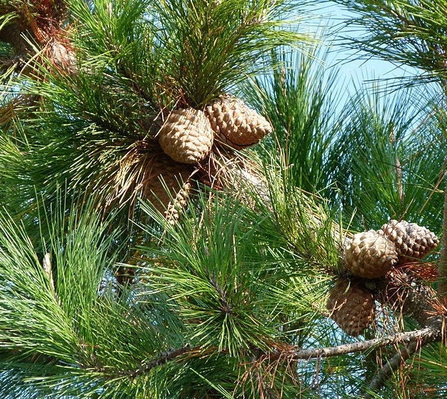 Pinus Radiata (radiata Pine, Monterey Pine, Insignis Pine) Tree Seeds ...