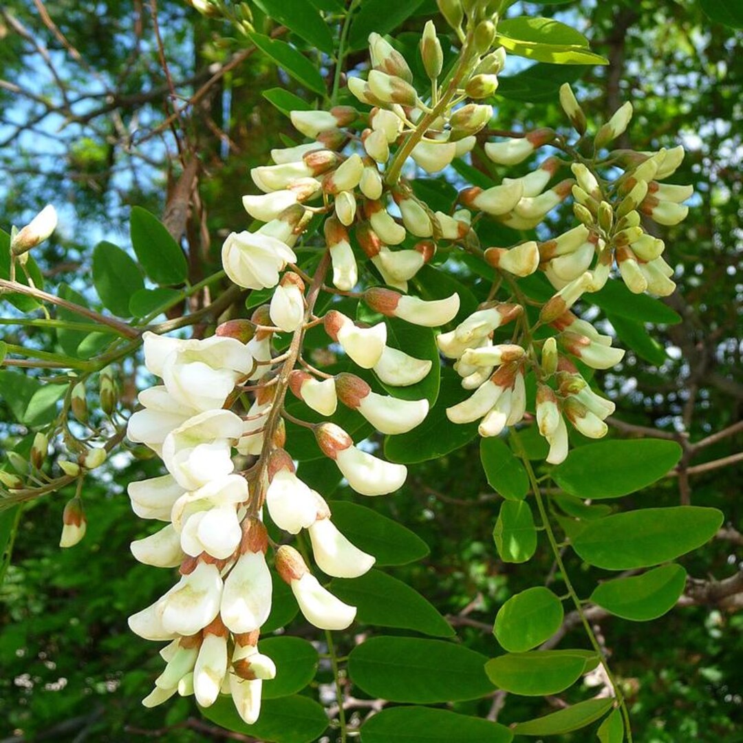 Robinia Pseudoacacia (black Locust, False Acacia) Tree Seeds, Graceful ...