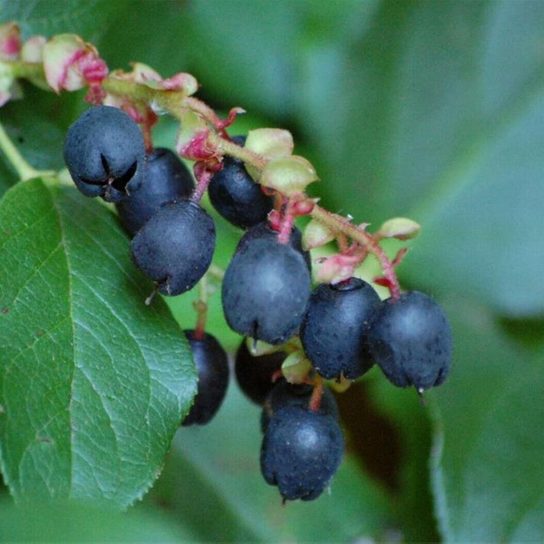 Gaultheria Shallon (shallon, Lemon Leaf) Shrub Seeds, Evergreen Shrub ...