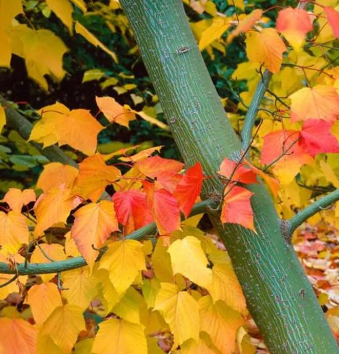 Acer Grosseri (green Barked Maple) Tree Seeds, Moderate Size ...