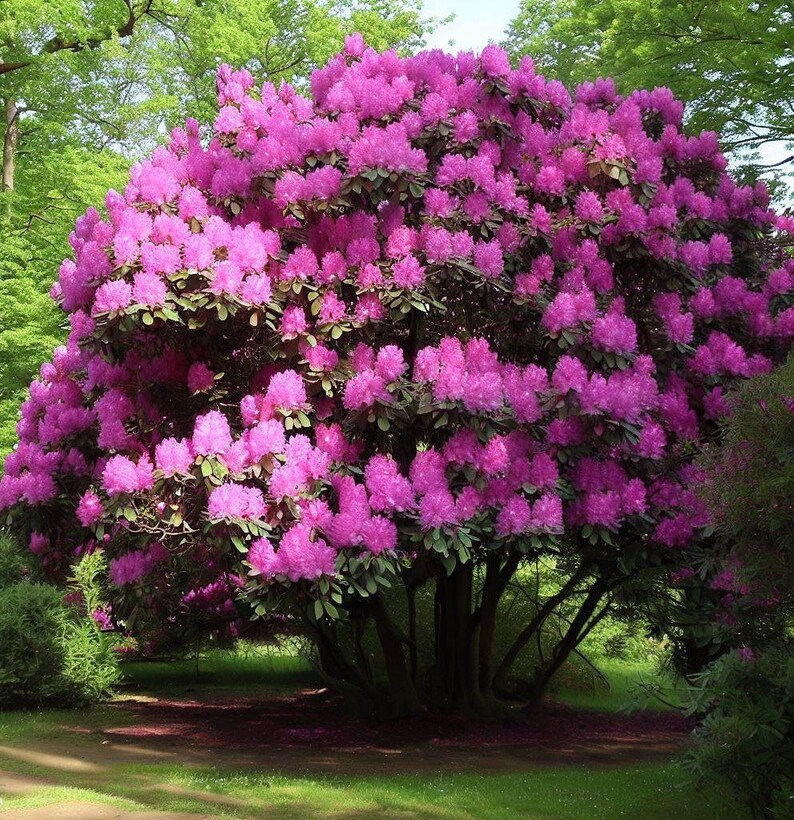 Rhododendron Maximum (great Laurel, Rosebay, Rosebay Rhododendron ...