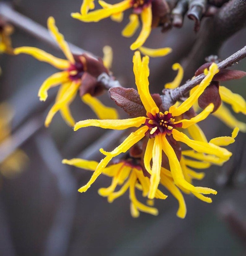 Hamamelis Virginiana (american Witch Hazel, Witchazel) Shrub Seeds ...