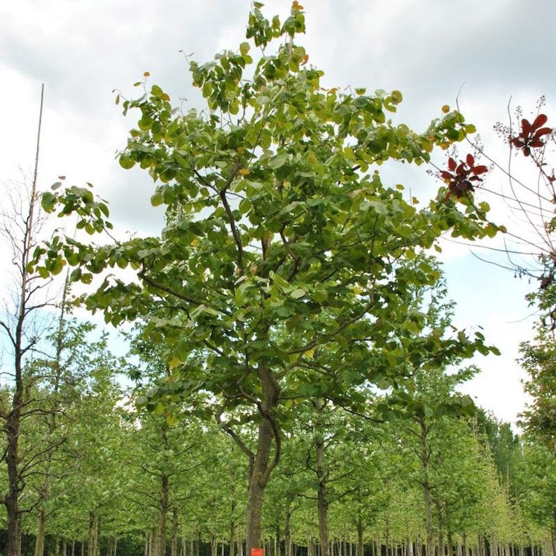 Cercis Gigantea (giant Redbud) Tree Seeds, Captivates With Its Rounded ...