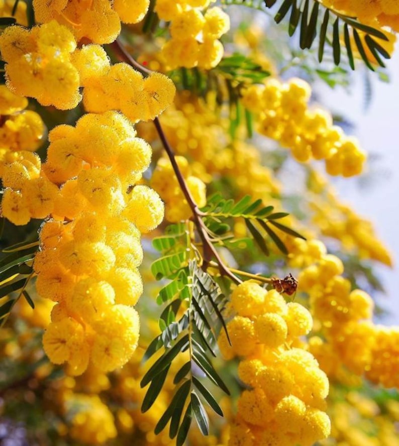 Acacia Arabica (gum Arabic Tree, Babul Tree) Tree Seeds, Distinctive ...
