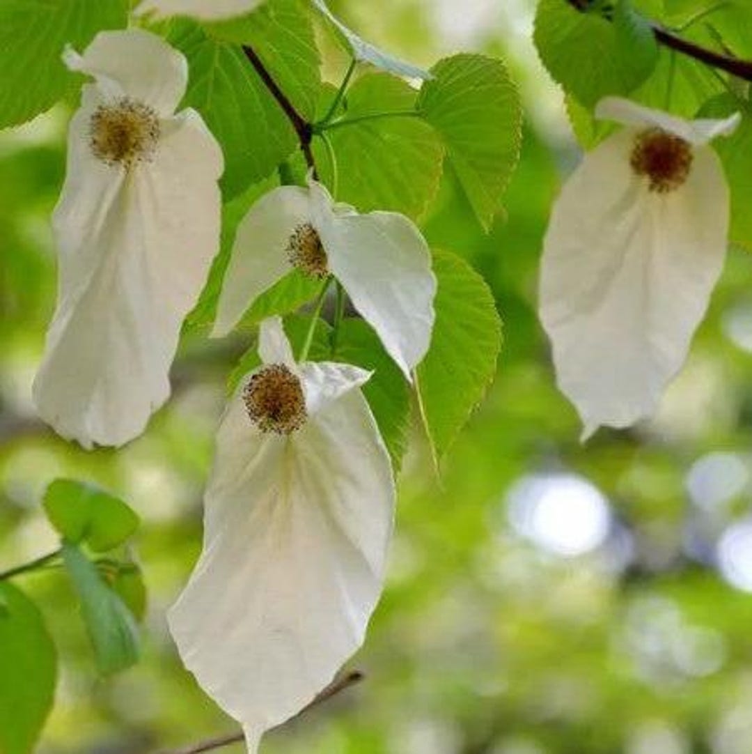 Davidia Involucrata (dove Tree) Tree Seeds, Distinctive, Ornamental ...