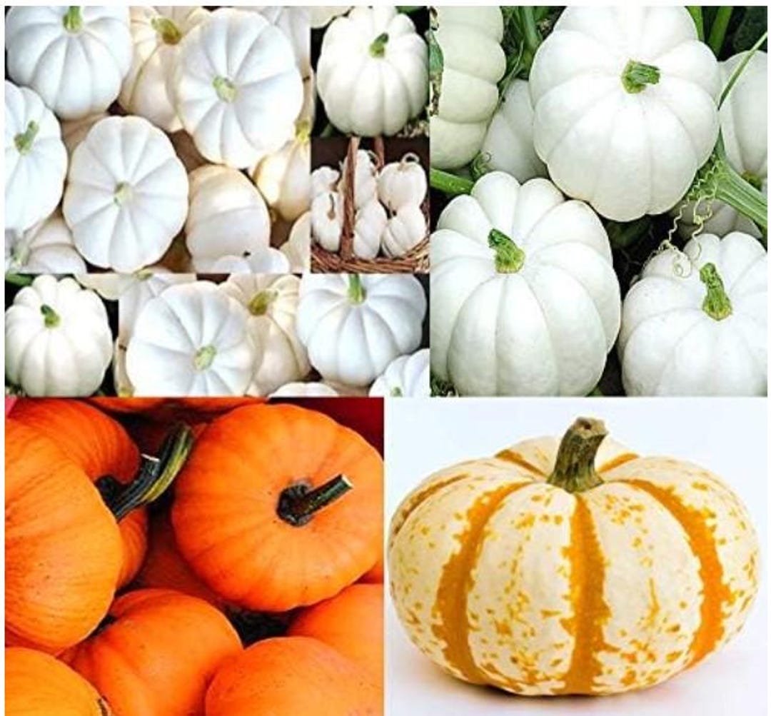 Big Pack (98+ Seeds) Miniature Pumpkin Varieties (bumpkin, Casperita ...