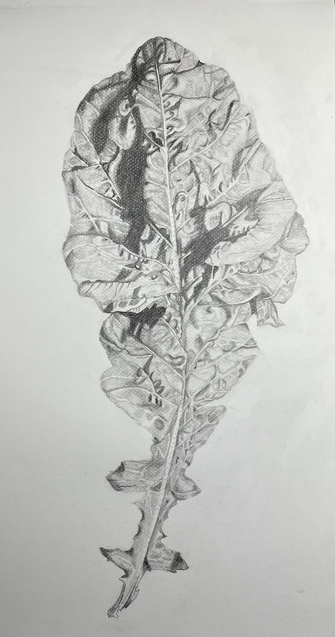 Original Graphite Drawing of Arugula Leaf - Etsy