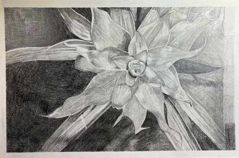Original Graphite Drawing of Bromeliad - Etsy