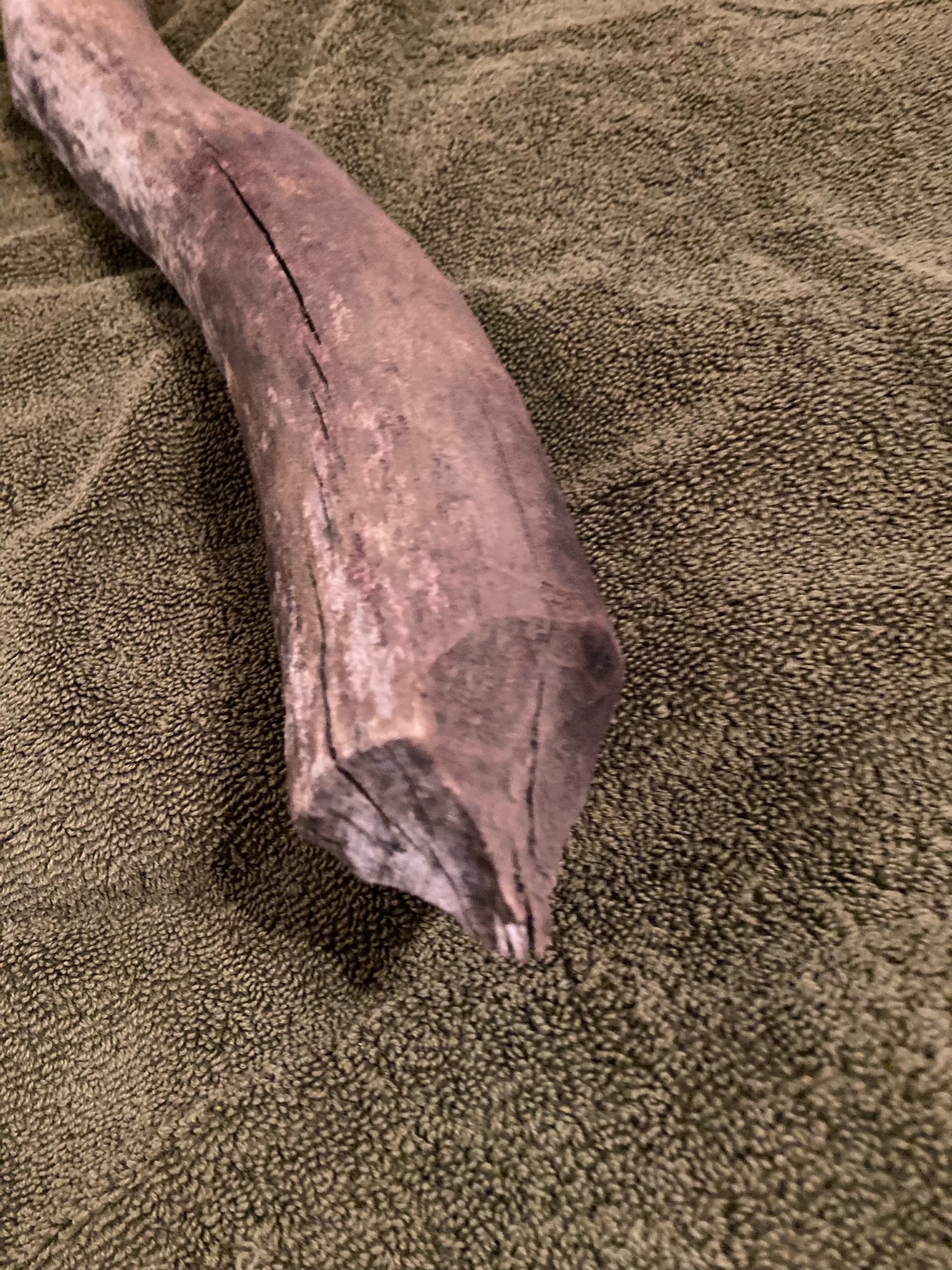 Beaver Chewed Driftwood in Various Sizes - Etsy