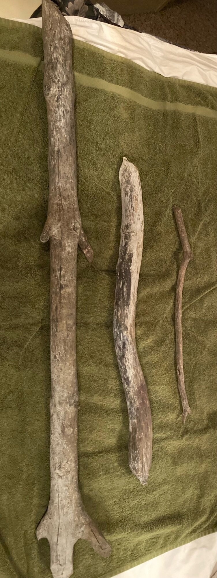 Beaver Chewed Driftwood in Various Sizes - Etsy