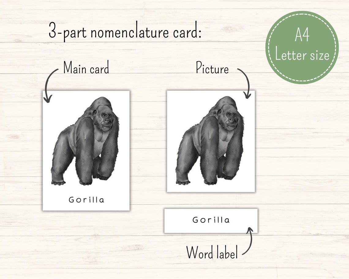 24 Rainforest Animals Flash Cards, Jungle Animals Flash Cards ...