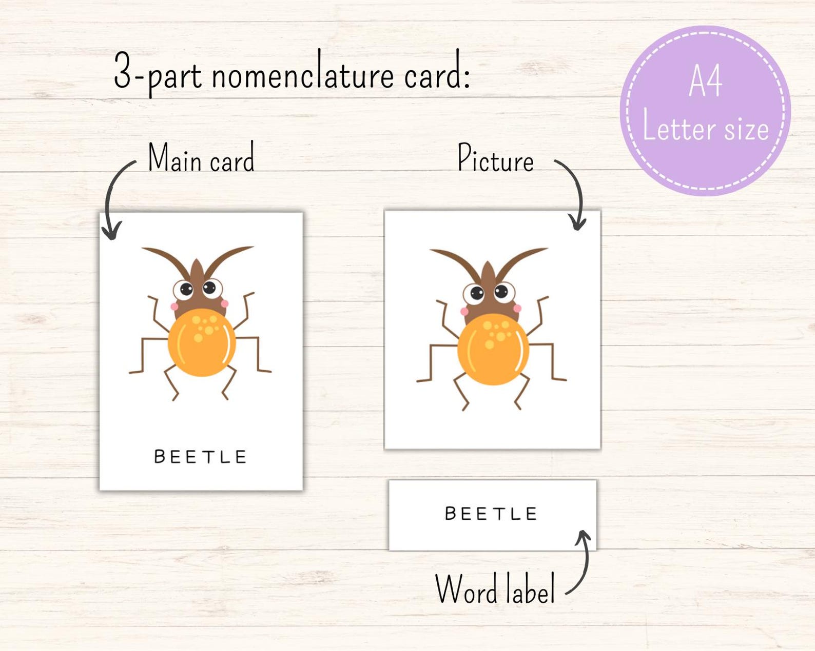 Insects Flash Cards, Montessori Flash Cards, Preschool Activity ...