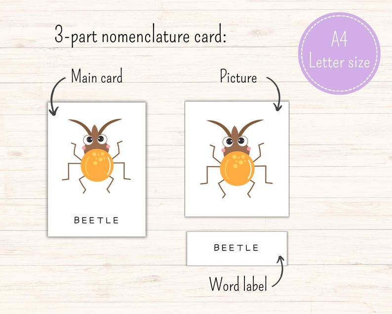 Insects Flash Cards, Montessori Flash Cards, Preschool Activity ...
