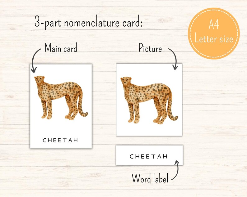 28 Safari Animals Flash Cards, Montessori Materials, Educational ...