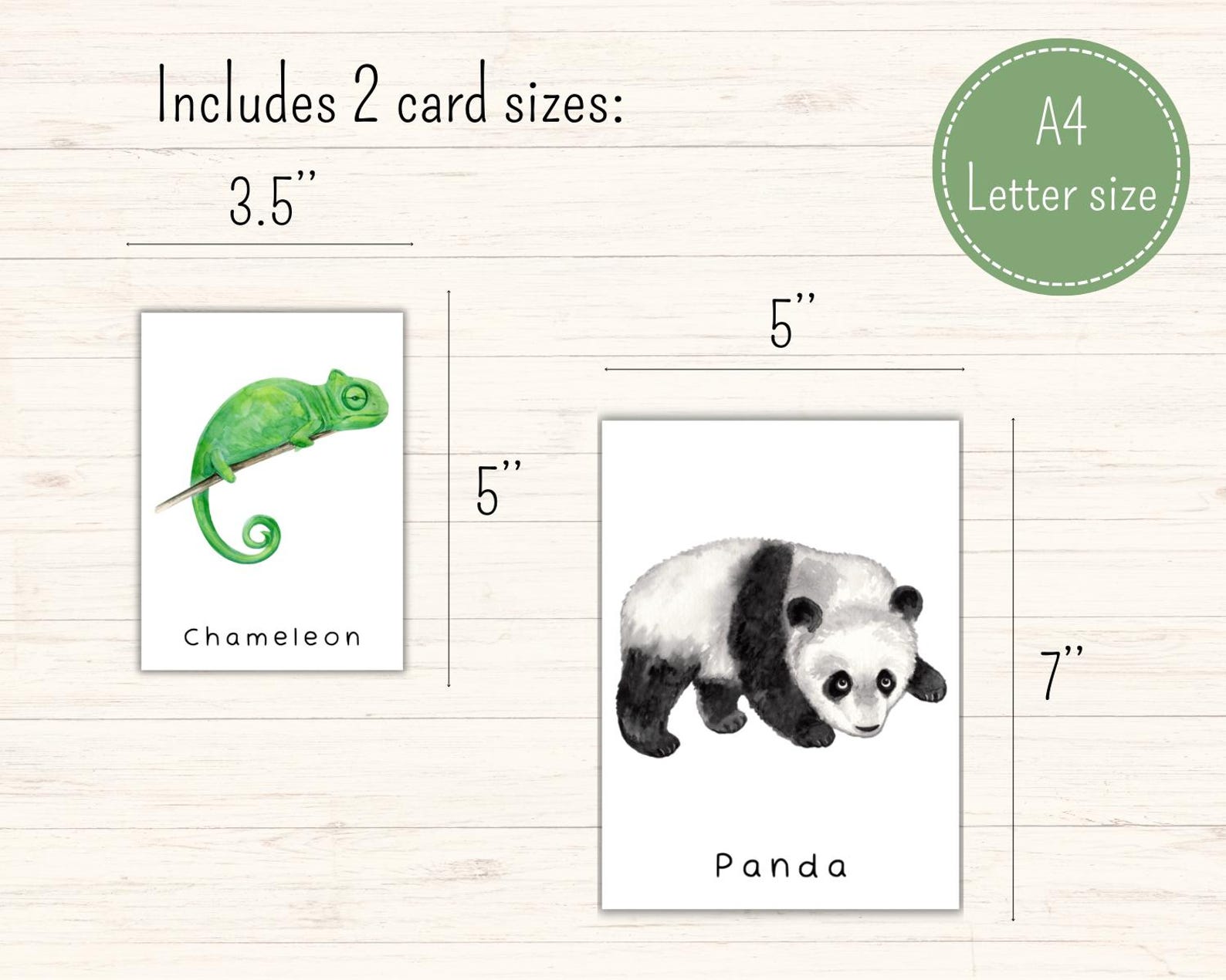 24 Rainforest Animals Flash Cards, Jungle Animals Flash Cards ...