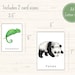 24 Rainforest Animals Flash Cards, Jungle Animals Flash Cards ...