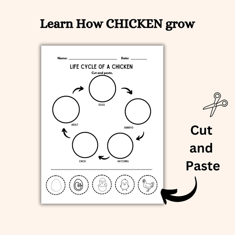 Hoja de trabajo del ciclo de vida del pollo: actividades de aprendizaje ...