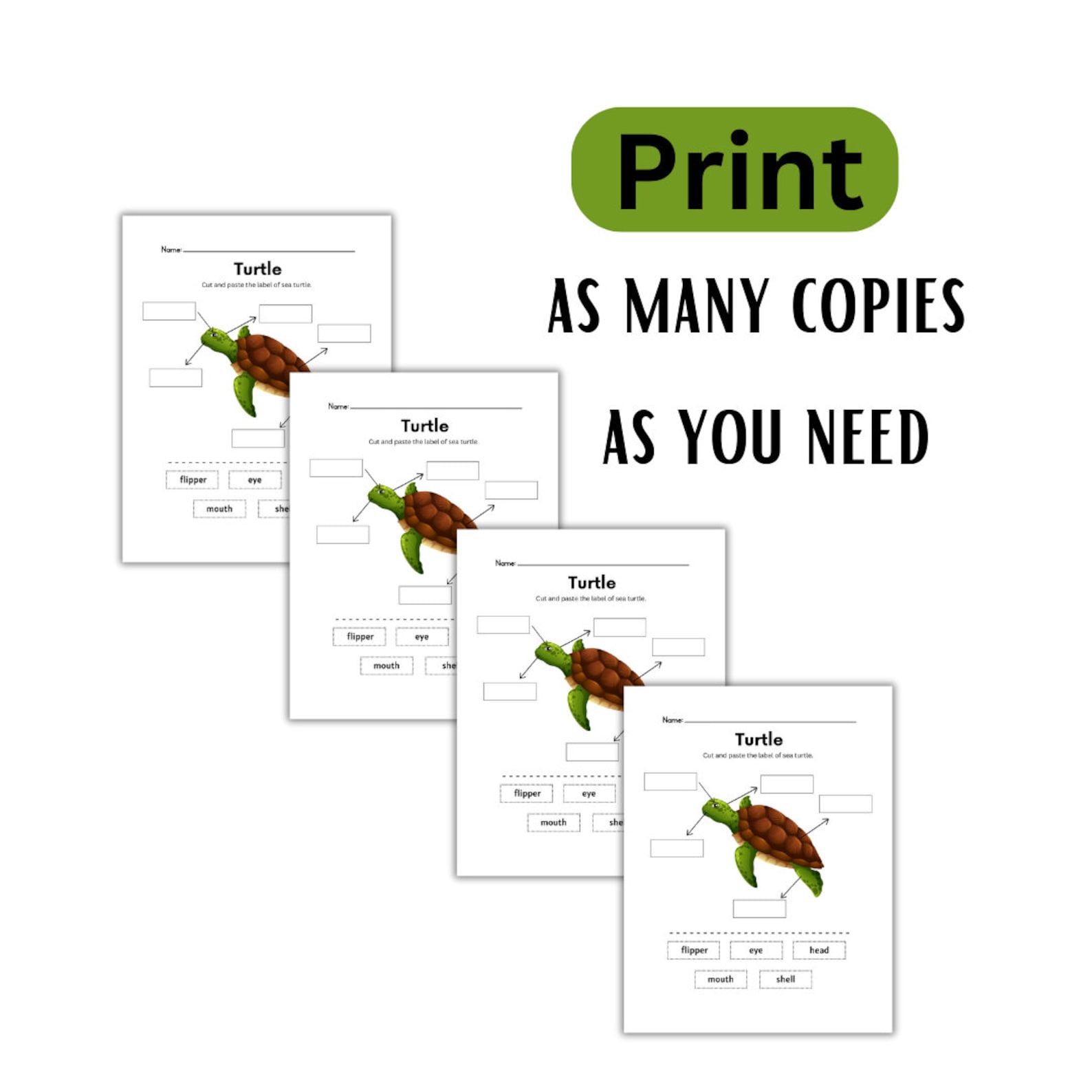 Turtle Life Cycle Printable Turtle Puzzle Learn Animal Turtles Print ...