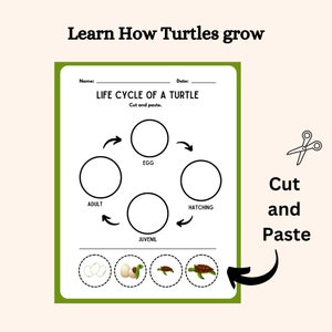 Turtle Life Cycle Printable Turtle Puzzle Learn Animal Turtles Print ...