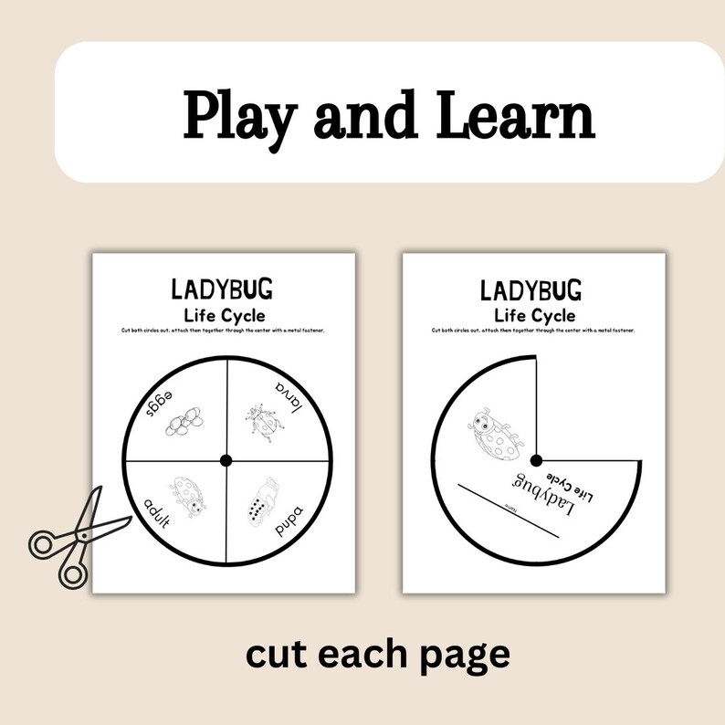 Ladybug Life Cycle Worksheet Printable Download Kids Worksheet Animals ...