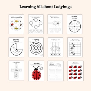 Ladybug Life Cycle Worksheet Printable Download Kids Worksheet Animals ...
