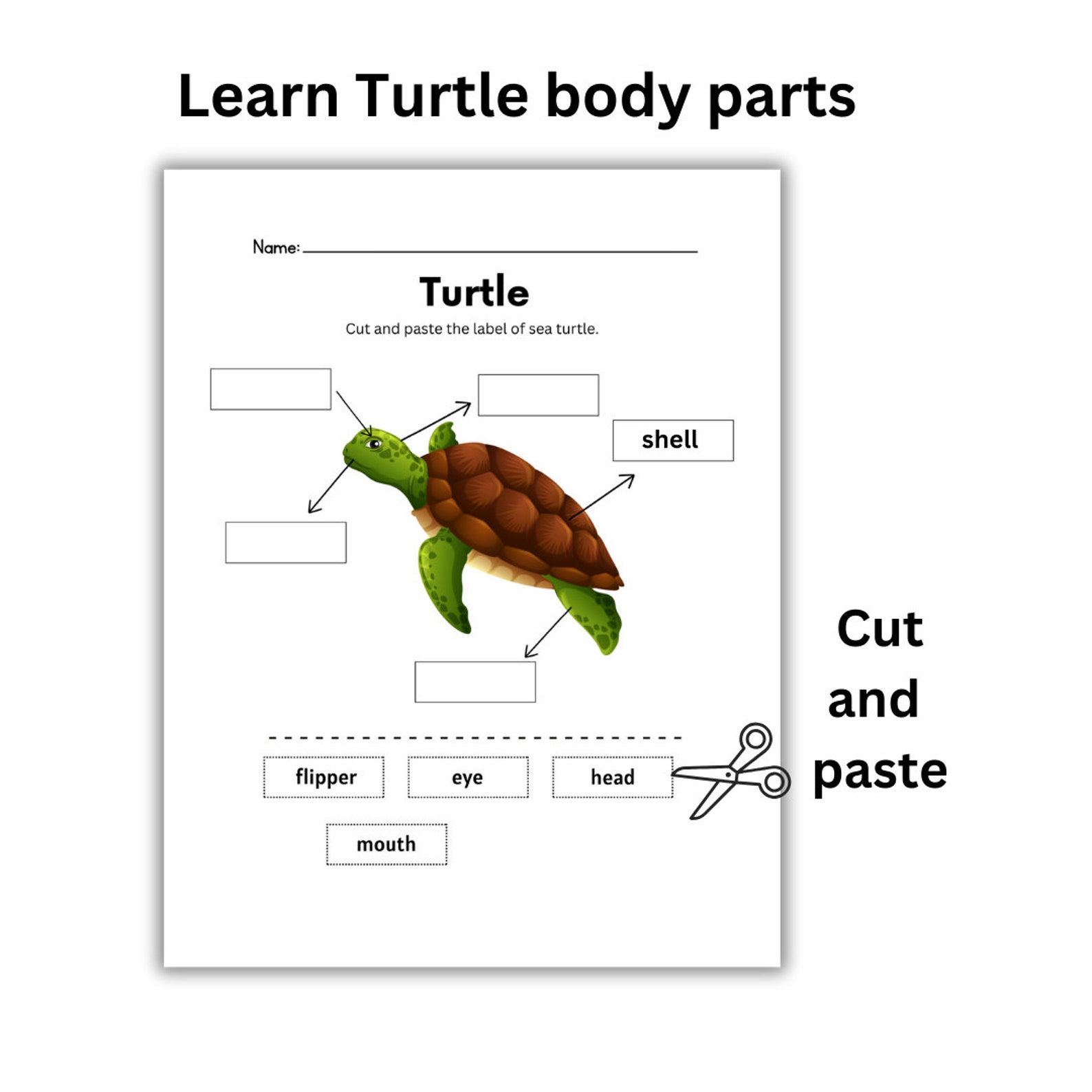 Turtle Life Cycle Printable Turtle Puzzle Learn Animal Turtles Print ...