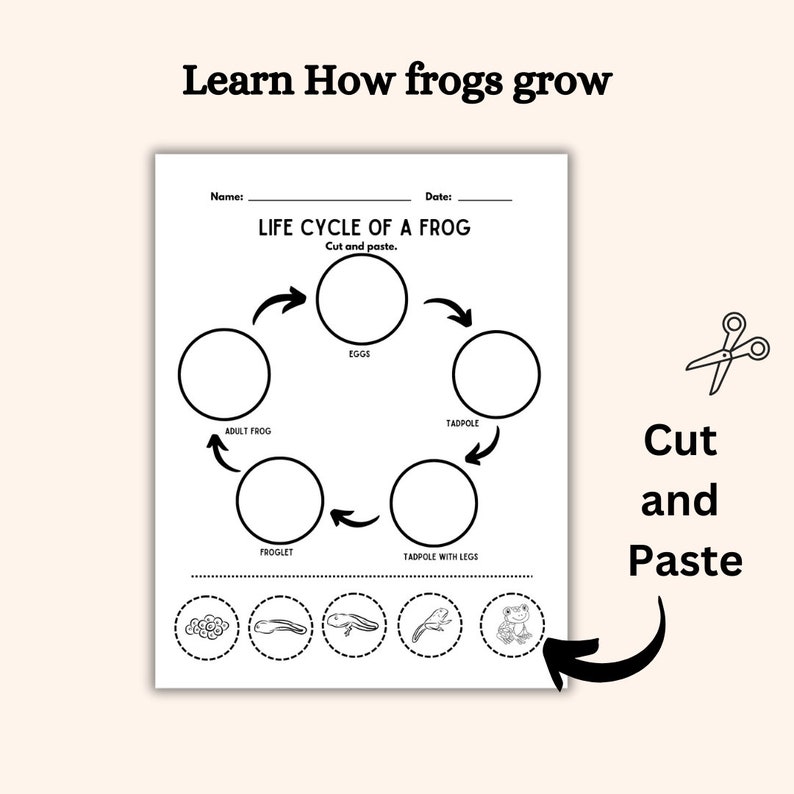 Frog Life Cycle Printable Worksheet Kids Learning Activities Learn All ...
