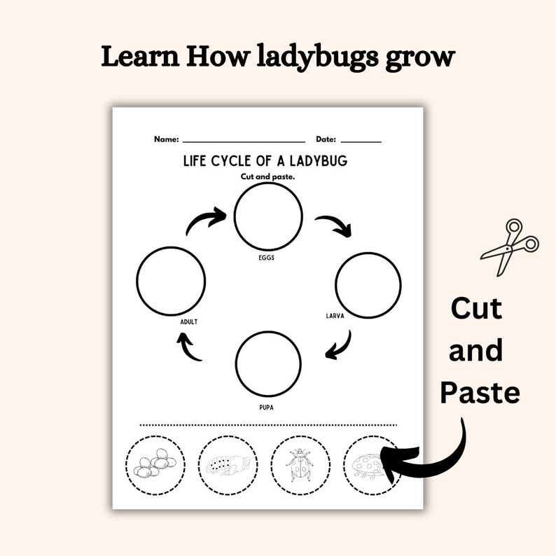 Ladybug Life Cycle Worksheet Printable Download Kids Worksheet Animals ...